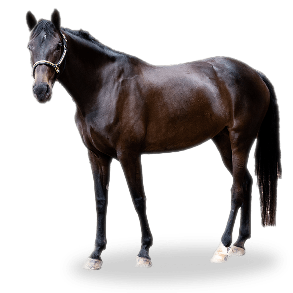 Harbak Performance Horses | Harbak Performance Horses