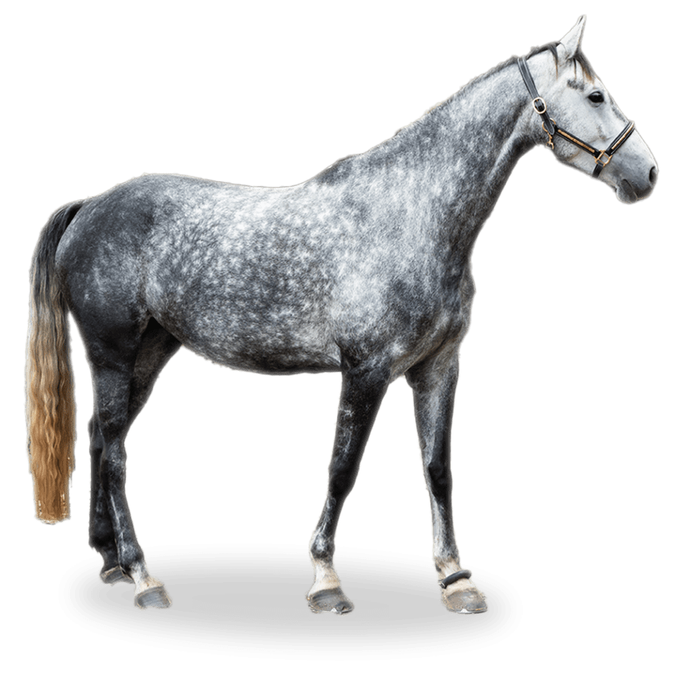 Harbak Performance Horses | Harbak Performance Horses