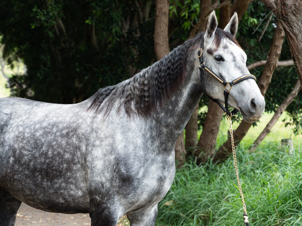 Harbak Performance Horses | Harbak Performance Horses