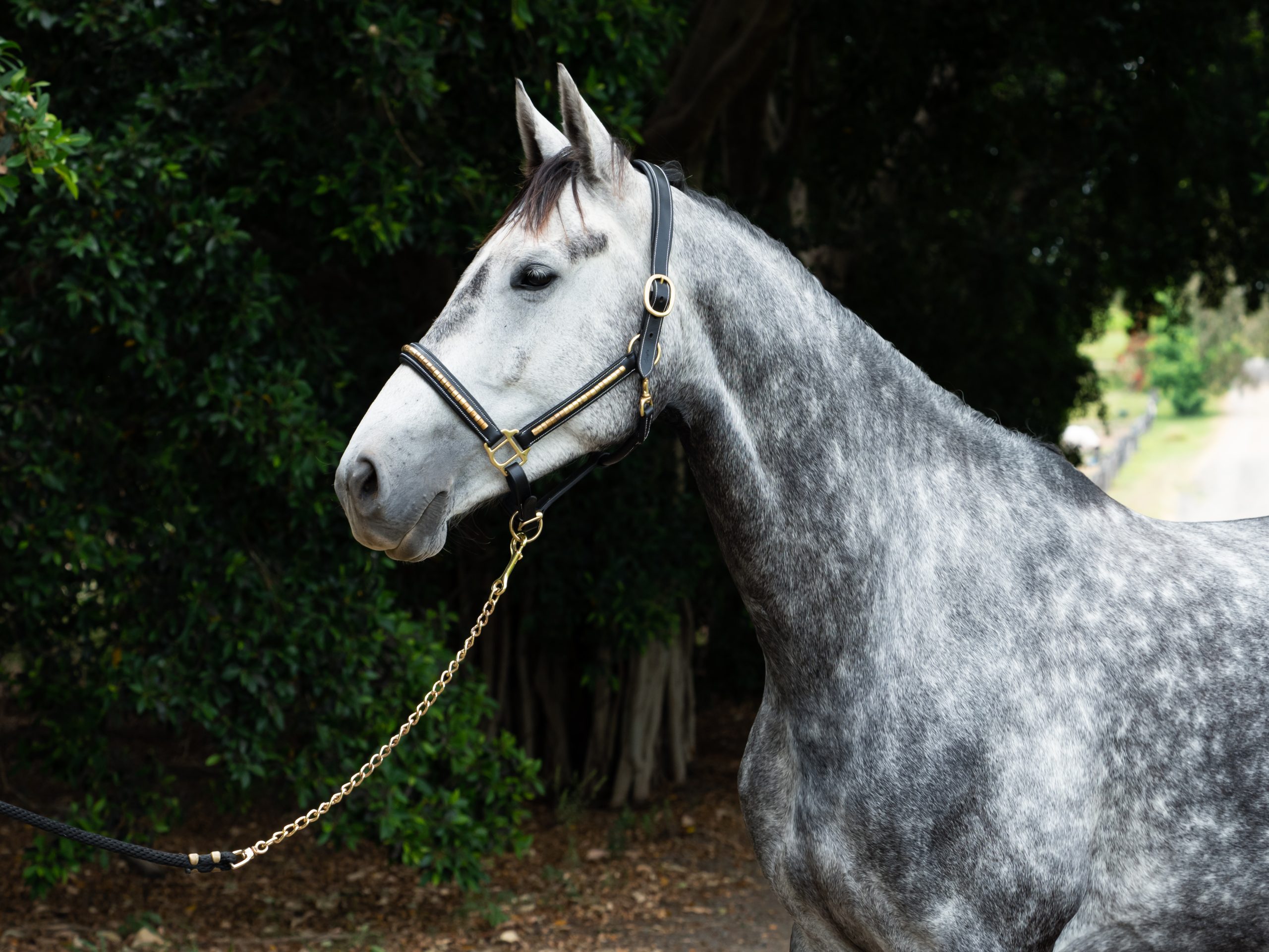Harbak Performance Horses | Harbak Performance Horses