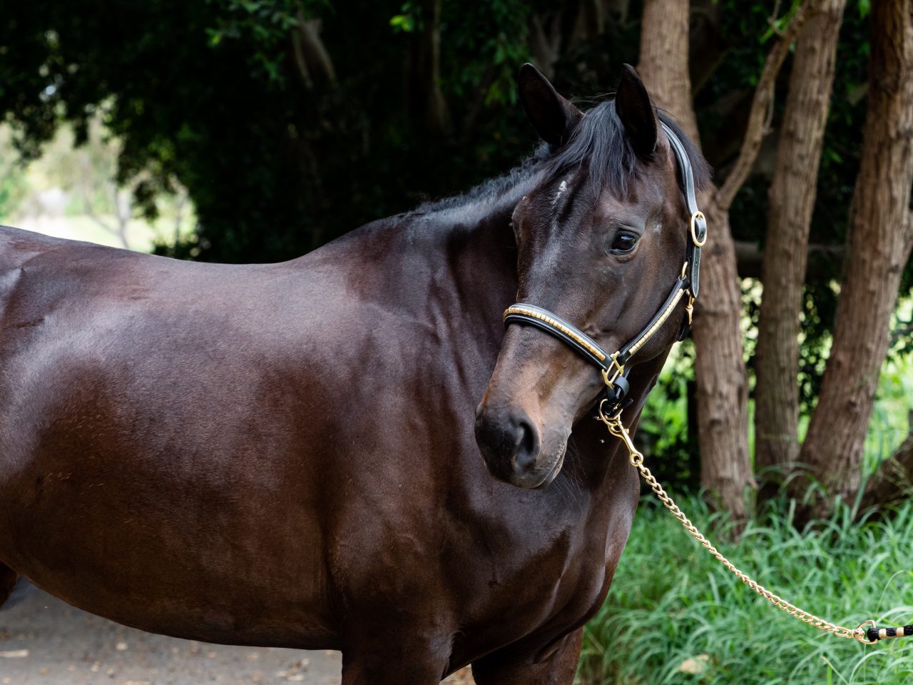 Harbak Performance Horses | Harbak Performance Horses