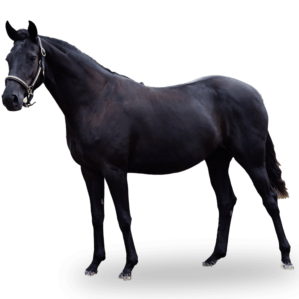 Harbak Performance Horses | Harbak Performance Horses