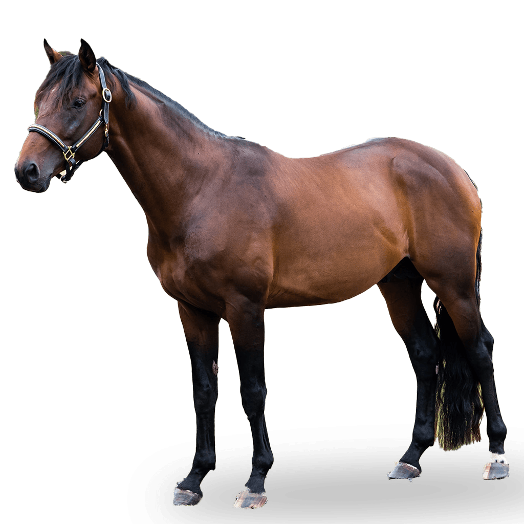 Harbak Performance Horses | Harbak Performance Horses