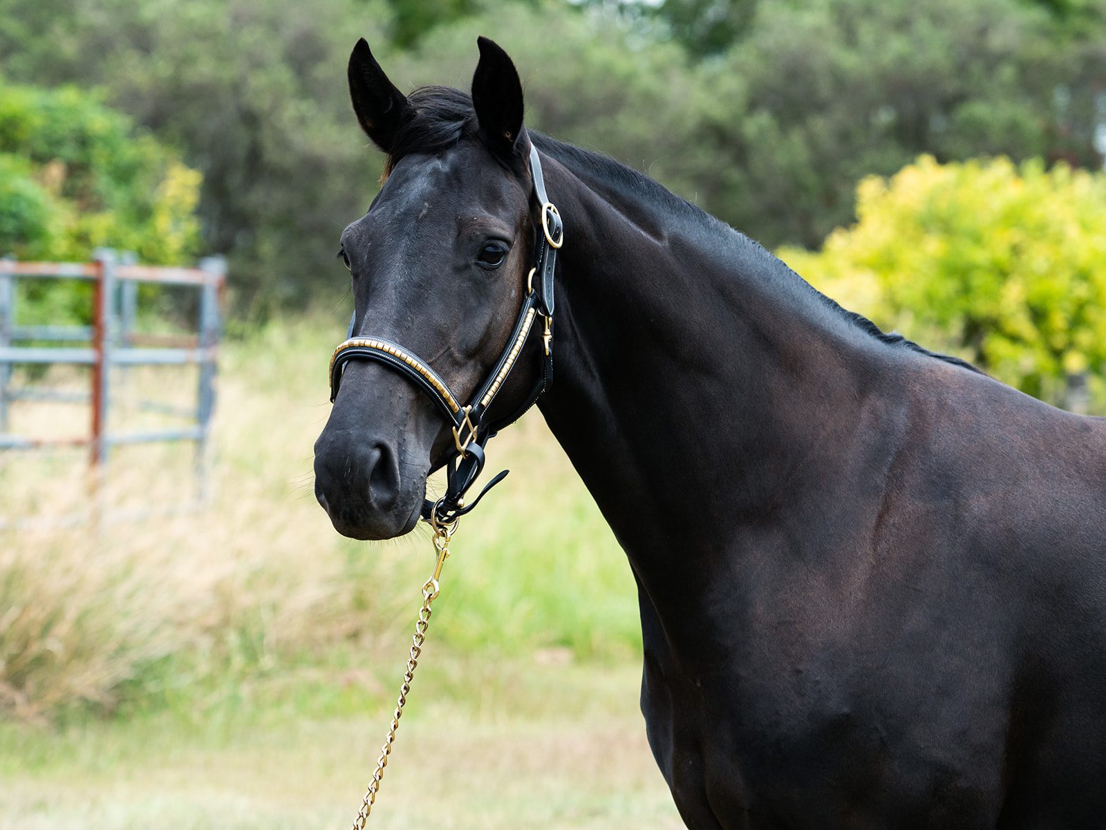 Harbak Performance Horses | Harbak Performance Horses