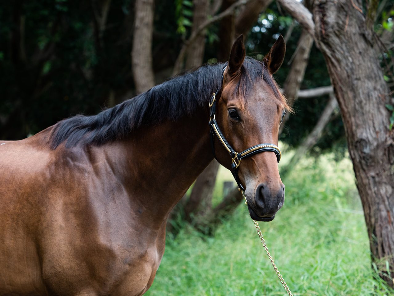 Harbak Performance Horses | Harbak Performance Horses
