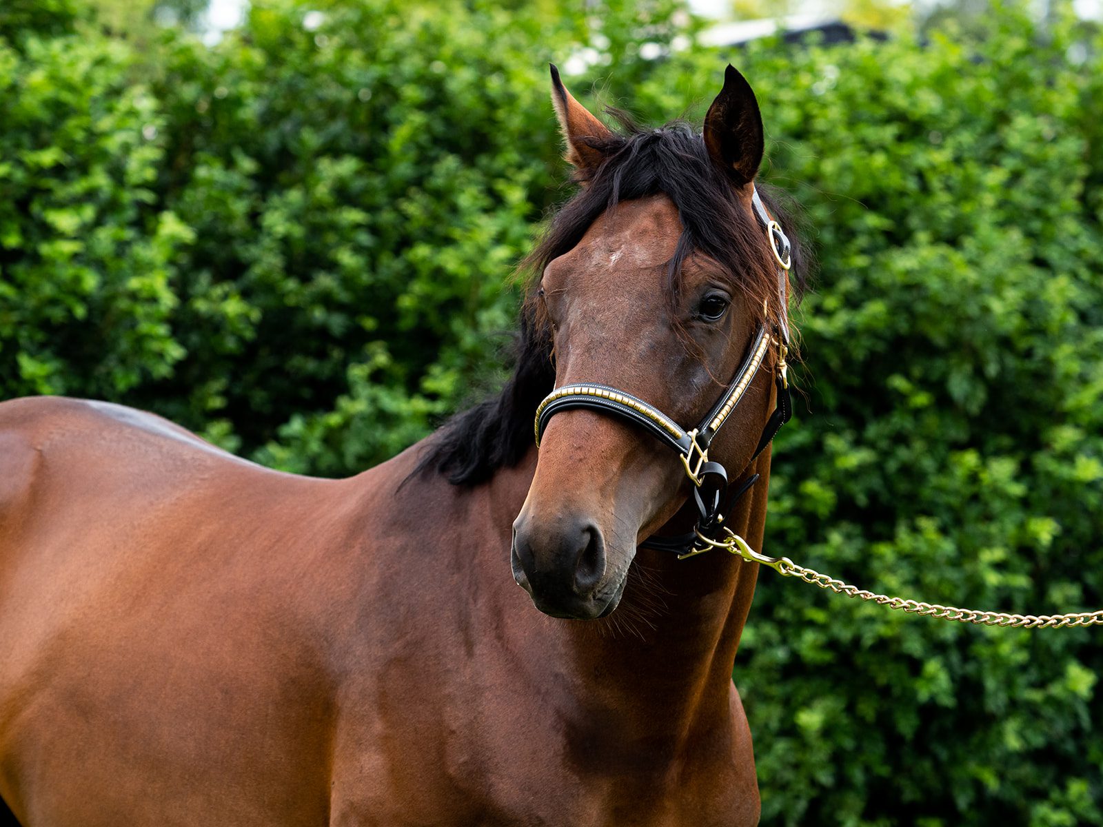 Harbak Performance Horses | Harbak Performance Horses