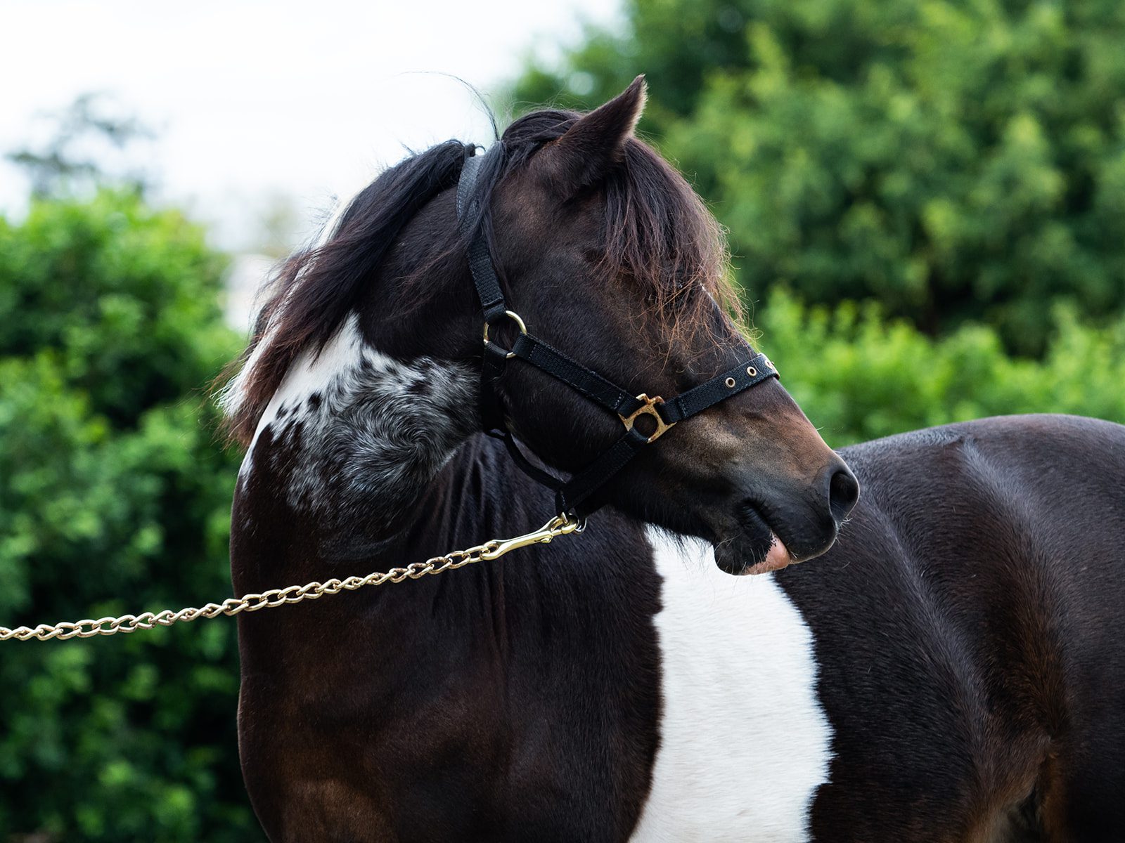Harbak Performance Horses | Harbak Performance Horses