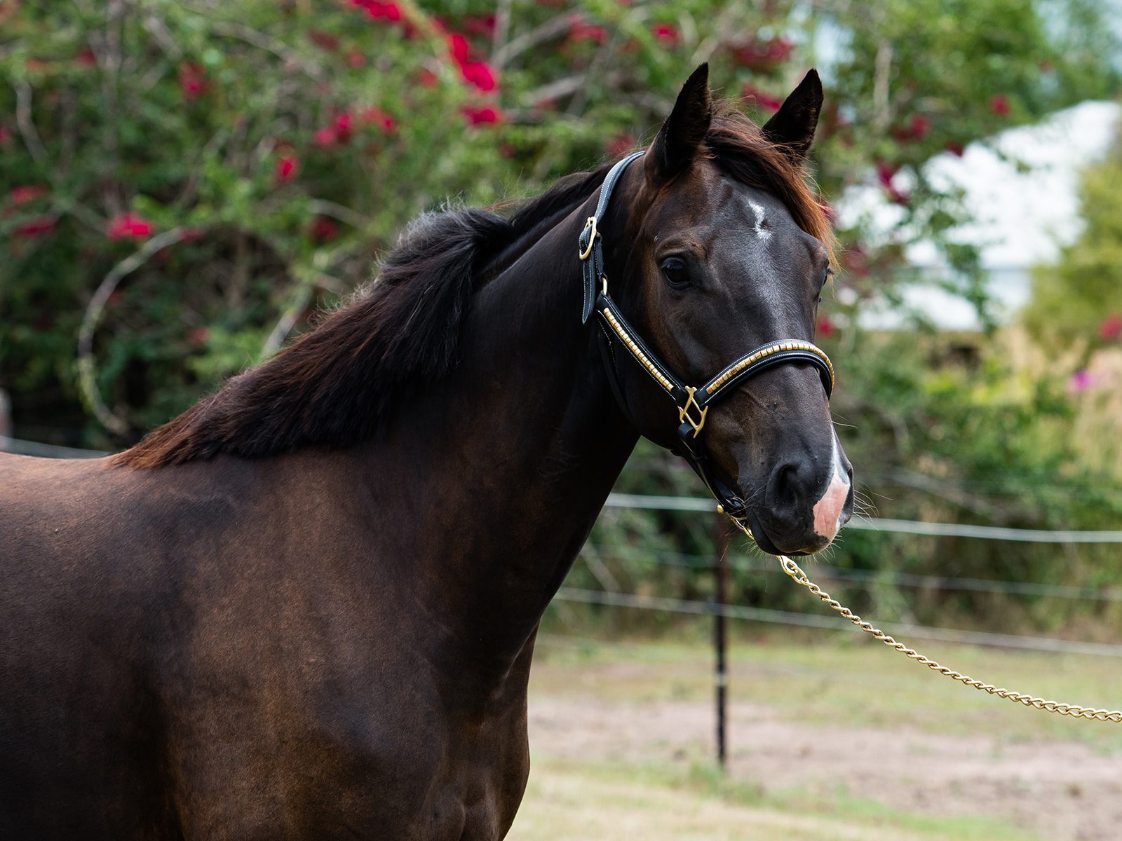 Harbak Performance Horses | Harbak Performance Horses